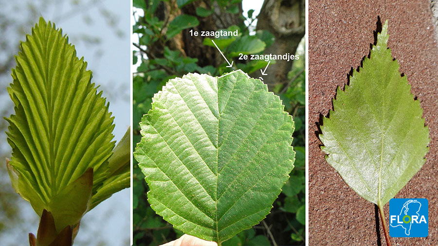 Flora van Nederland - Wilde planten en hun omgeving online