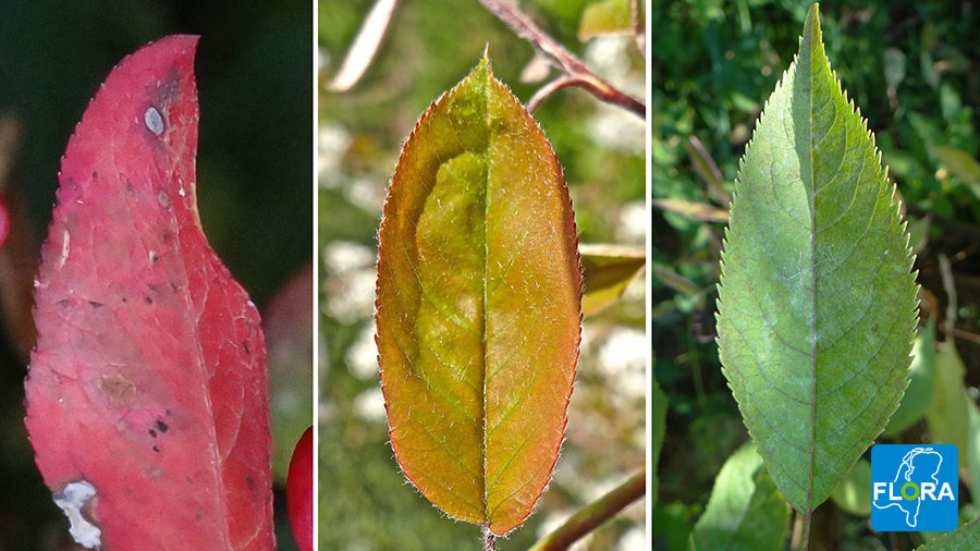 Flora van Nederland - Wilde planten en hun omgeving online