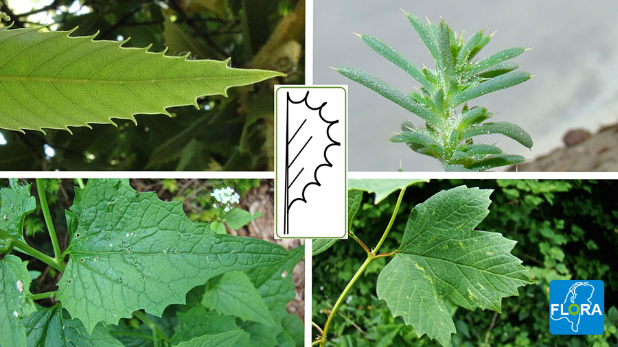 Flora van Nederland - Wilde planten en hun omgeving online