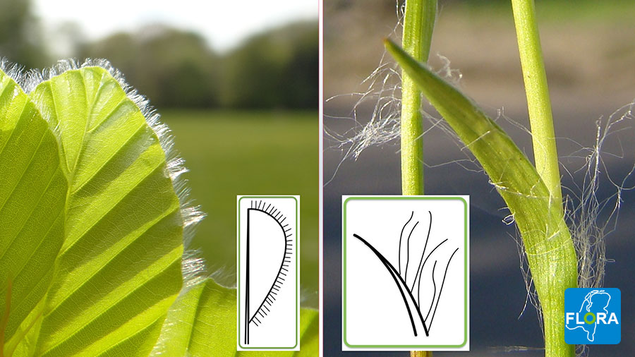 Flora van Nederland - Wilde planten en hun omgeving online