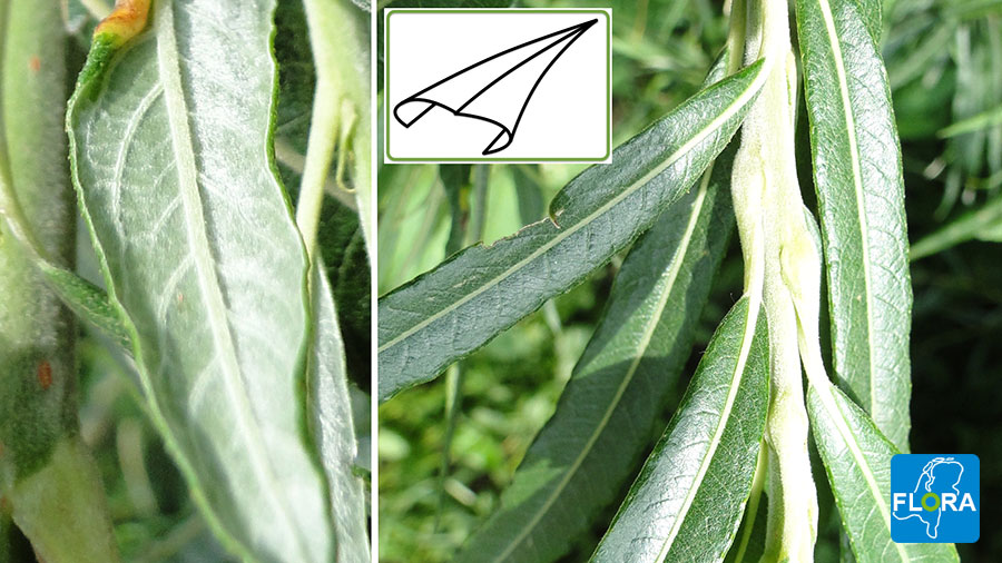 Flora van Nederland - Wilde planten en hun omgeving online