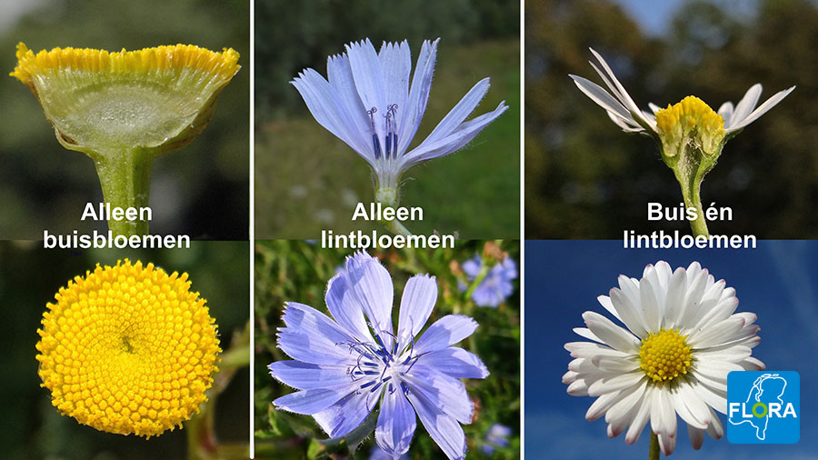 Flora van Nederland - Wilde planten en hun omgeving online