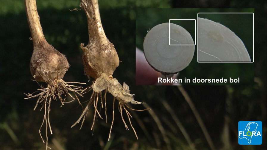 Flora van Nederland - Wilde planten en hun omgeving online