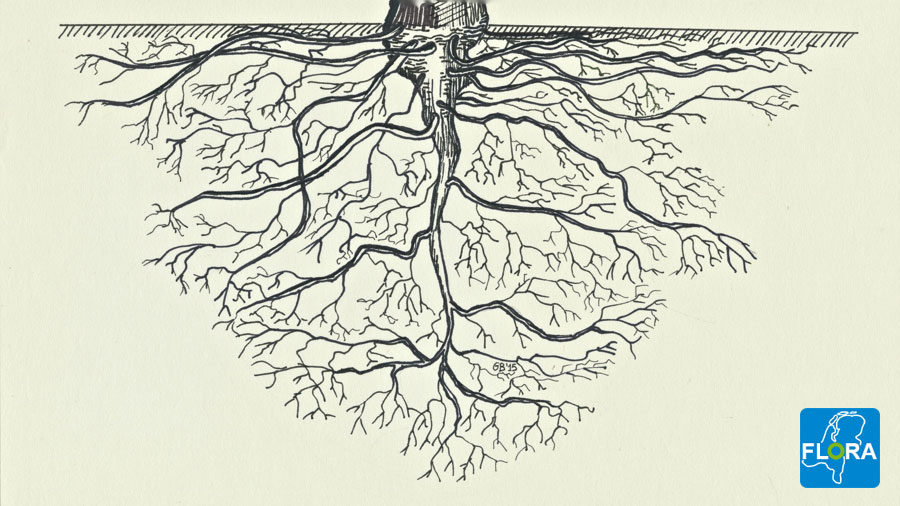 Flora van Nederland - Wilde planten en hun omgeving online