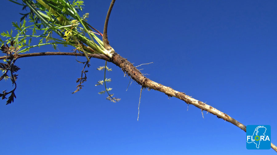 Flora van Nederland - Wilde planten en hun omgeving online