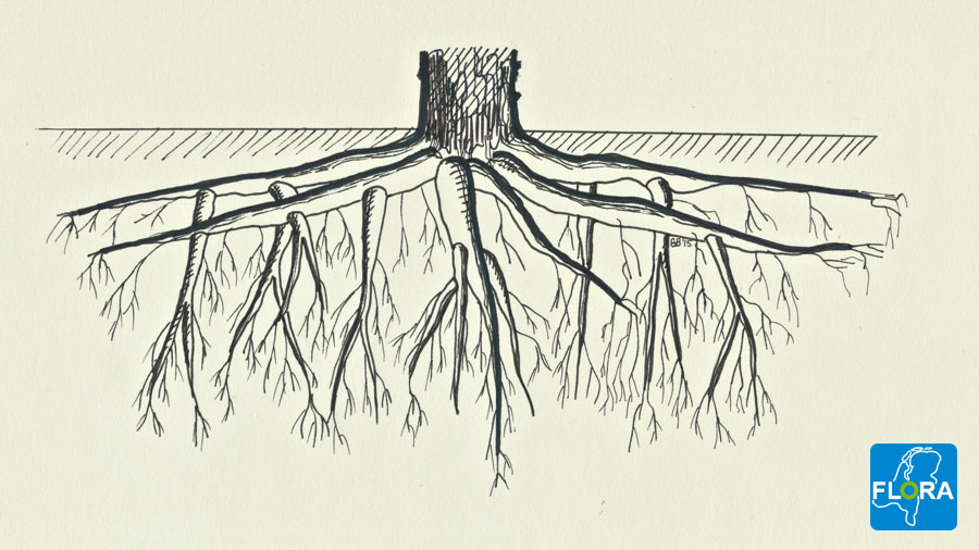 Flora van Nederland - Wilde planten en hun omgeving online