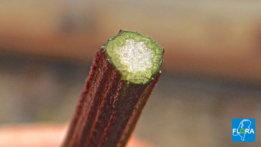 Flora van Nederland - Wilde planten en hun omgeving online